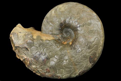 7 Unusual Triassic Ammonite Discoceratites Fossil Germany