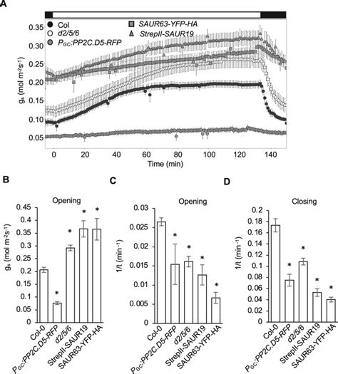 Saur Proteins And Pp2cd Phosphatases Regulate H Atpases And K