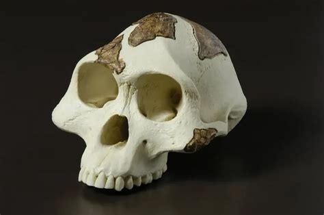 Australopithecus Skull By Denver Conger Download Free Stl Model