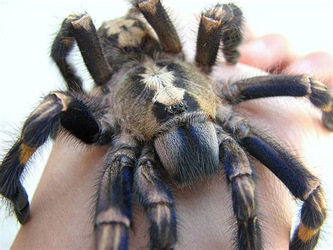 Cuales son las arañas tarantulas mas venenosas en el mundo