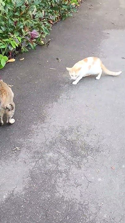 小麒麟前身肯定是乩童😄 Youtube