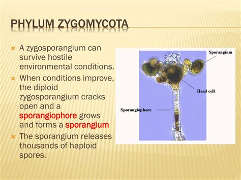 Fungi Kingdom Zygomycota At George Bousquet Blog