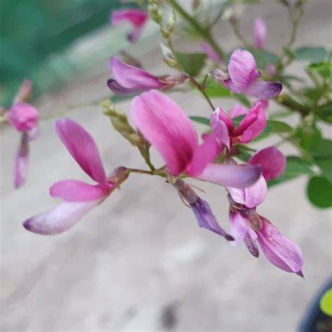 ต้นนงนุช ต้นนีออนฟิลิปิน กระถาง 8 นิ้ว ไม้แดด Shopee Thailand