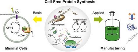 Advancing Synthetic Biology Through Cell Free Protein Synthesis Computational And Structural