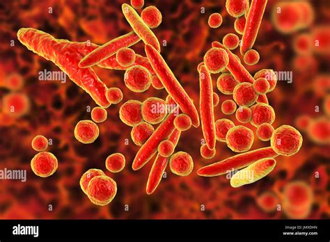 Mycoplasma Bacteria Computer Illustration Mycoplasmas Are The