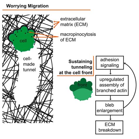 Proteolysis Free Amoeboid Migration Of Melanoma Cells Through Crowded Environments Via Bleb