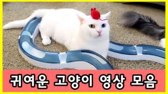 아장아장 고양이 짧은 영상 모음 Youtube