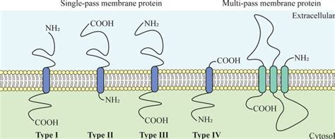 Types And Functions Of Membrane Proteins Creative Biostructure