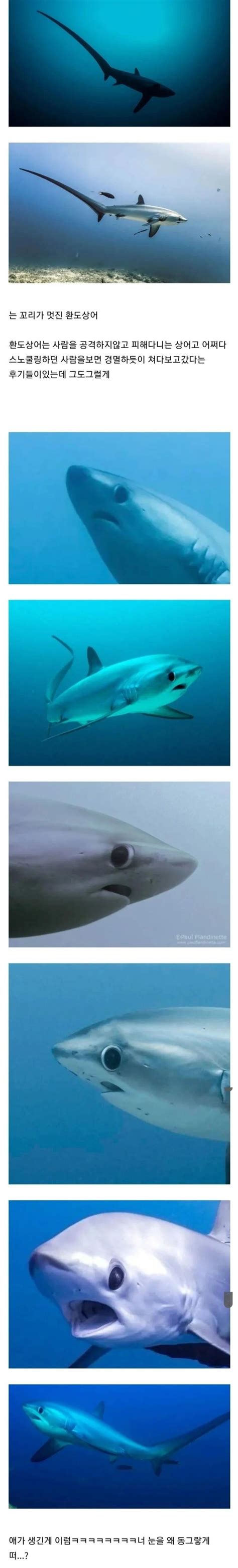 눈치 보는 상어