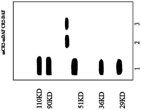Humanized Targeted Complement Inhibitor Protein Double Mutant Mcr2 Mdaf