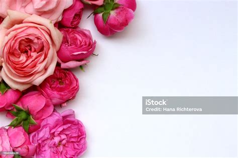 꽃 조성물 흰색 배경에 장미 꽃잎입니다 발렌타인 데이 어머니의 날 개념 플랫 레이 상단 보기 복사 공간 0명에 대한 스톡 사진