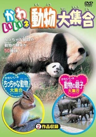 ボーナス 忌み嫌う 控える 動物 dvd 必須 ホイップ ボックス