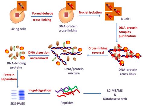 Exploring Dna Binding Proteins With In Vivo Chemical Cross Linking And