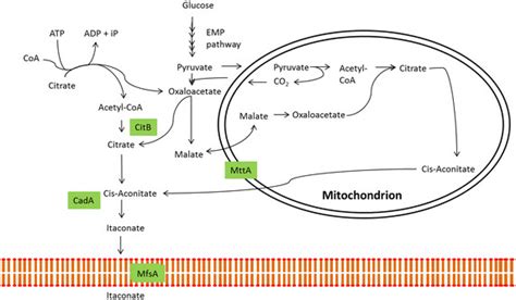 Hypothetical Pathway Of Itaconic Acid Production In Citb Overexpressing Download Scientific
