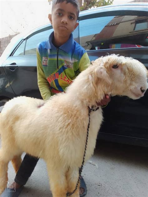 Kajla Chatra Bakra Mundra Breader بکرا Male Sheep Goat