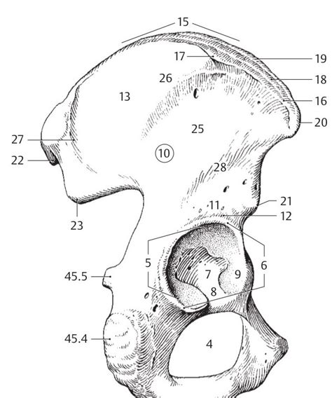 Os Coxae Diagram Quizlet