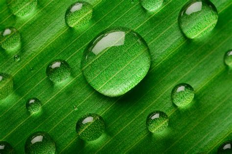Gonexus New Poster On Crop Growth And Water Availability Gonexus