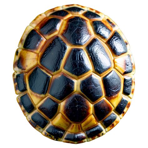 Turtle Shell Png Images