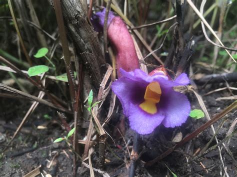 Aeginetia Acaulis Orobanchaceae