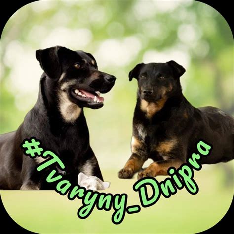 Тварини Дніпра Дніпро Терміново В Дружківці на Facebook