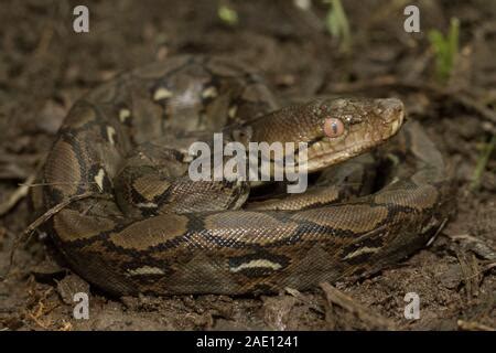 Baby Reticulated Python Python Reticulatus Bali Locality In Indonesia Stock Photo Alamy