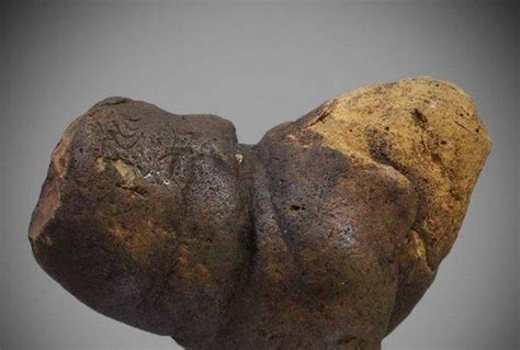 世界上保存最久的屎 来自12000年前的粪化石