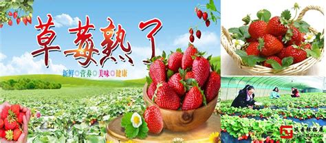 「定制」春游采摘团建活动方案 秋冬季采摘拓展活动方案 风云际团建