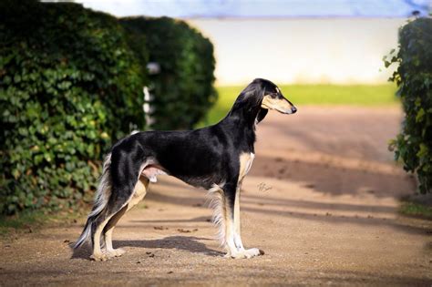 Saluki The Breed Archive
