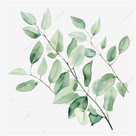Framed Eucalyptus Leaves Watercolor Herb Herbal Print PNG