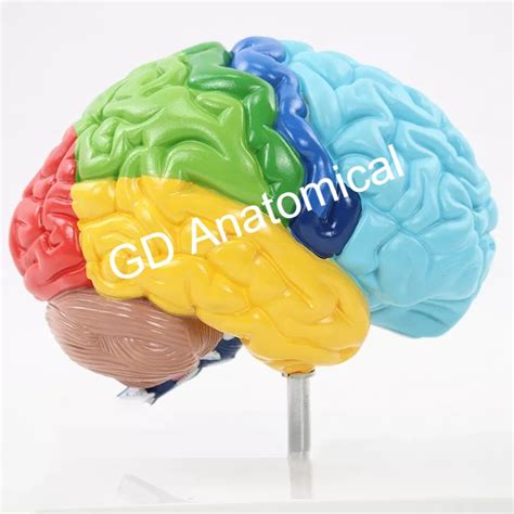 Human Brain Life Size Color Coded Model