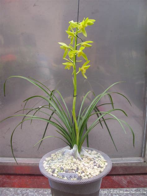 蕙兰翠定荷素 蕙兰翠定荷素图片 蕙兰素荷 大山谷图库