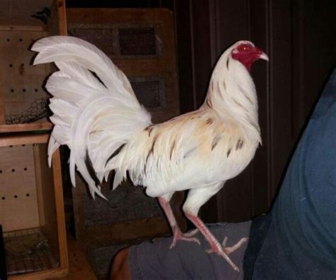 White Claret Rooster