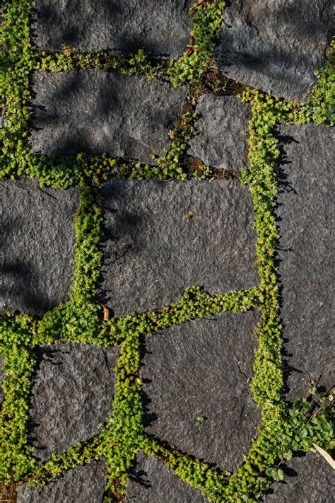 Stone Path In The Park Forest Texture Stock Image Image Of Flora