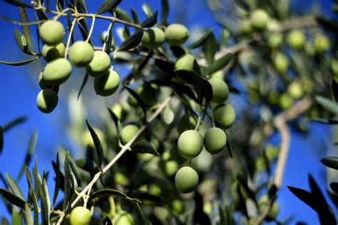 Healthy Fat Foods You Should Be Eating