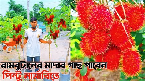 🍁বার মাসি রামবুটান কলম গাছ 🍁 Youtube