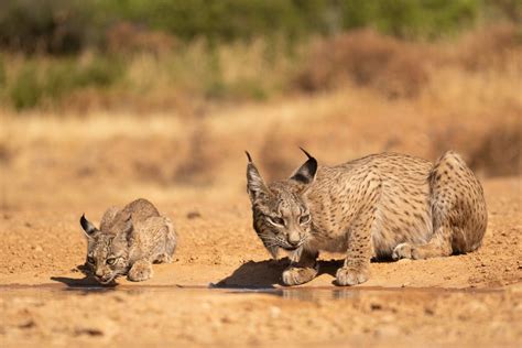 Los Animales En Peligro De Extinción En España Estas Son Las 5