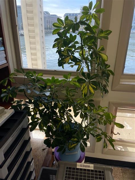 What Pest Is This On My Schefflera Gold Capella Rhouseplants