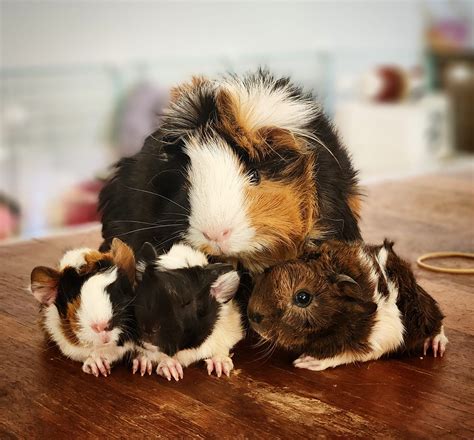 Guinea Pig Pregnancy Guinea Pigs Australia