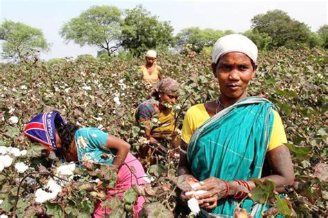 The Decline In Indias Cotton Production Is Alarming Textalks Let S Talk Textiles