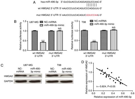 Hmga2 Is A Direct Target Gene Of Mir 490 3p In Glioma A