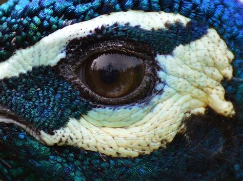 Peacock Eye Close Up Free Photo On Pixabay Pixabay
