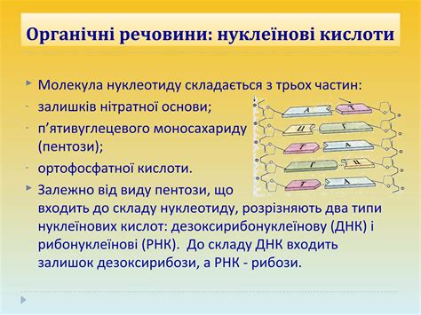 Органічні речовини клітини Ppt
