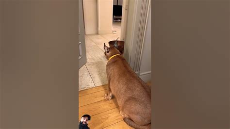 Pumba Is Very Smart ☠️ Funny Fun Cat Animals Cute Youtube