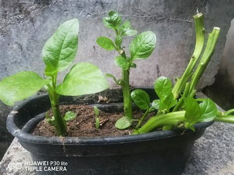 නිවිති තවාන වෙල්ලස්ස දේශීය බීජ එකතුව දේශීය බීජ හුවමාරුව