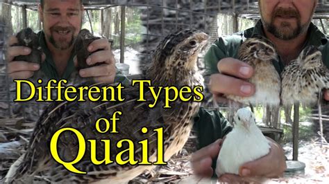 Different Breedstypes Of Coturnix Japanese Quail Youtube