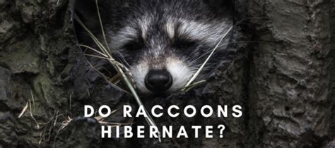Do Raccoons Hibernate Understanding Raccoon Torpor Exotic Pet Wonderland
