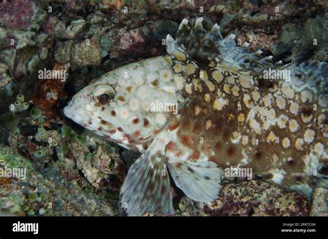 Grouper Epinephelus Sp In Night Colours Night Dive Romeo Dive Site
