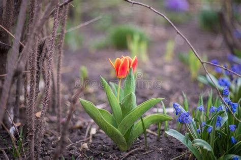 A Small Tulip In A Garden Stock Image Image Of Flora 249527669