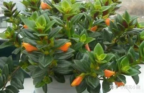 容易生根的7种花剪根枝条就能插活不用花钱买 知乎