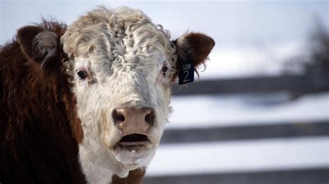 Horrific Explosion And Fire Kill 18000 Cows At Texas Dairy Farm